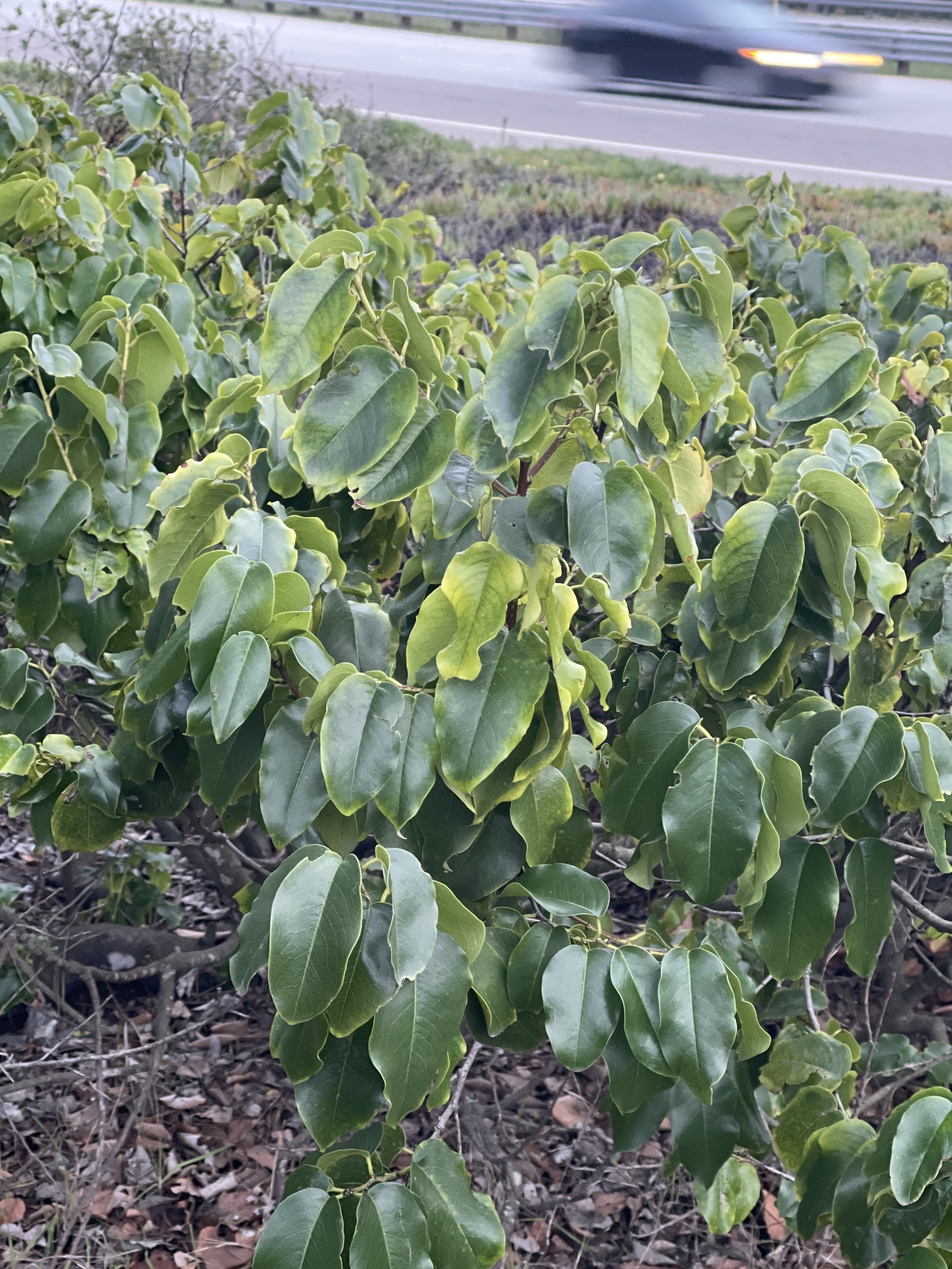 Triadica sebifera (L.) Small