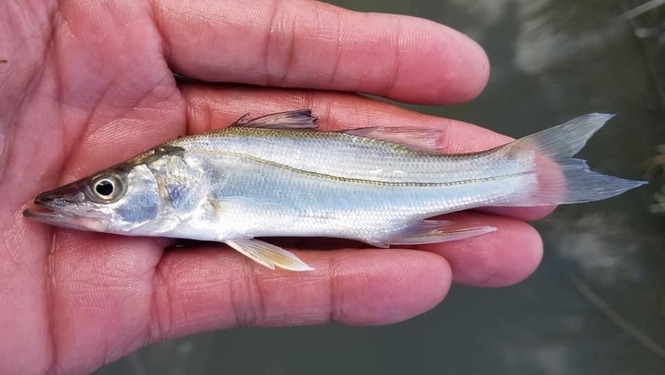 Common Snook from Tybee Island, Tybee Island, GA, US on September 19 ...