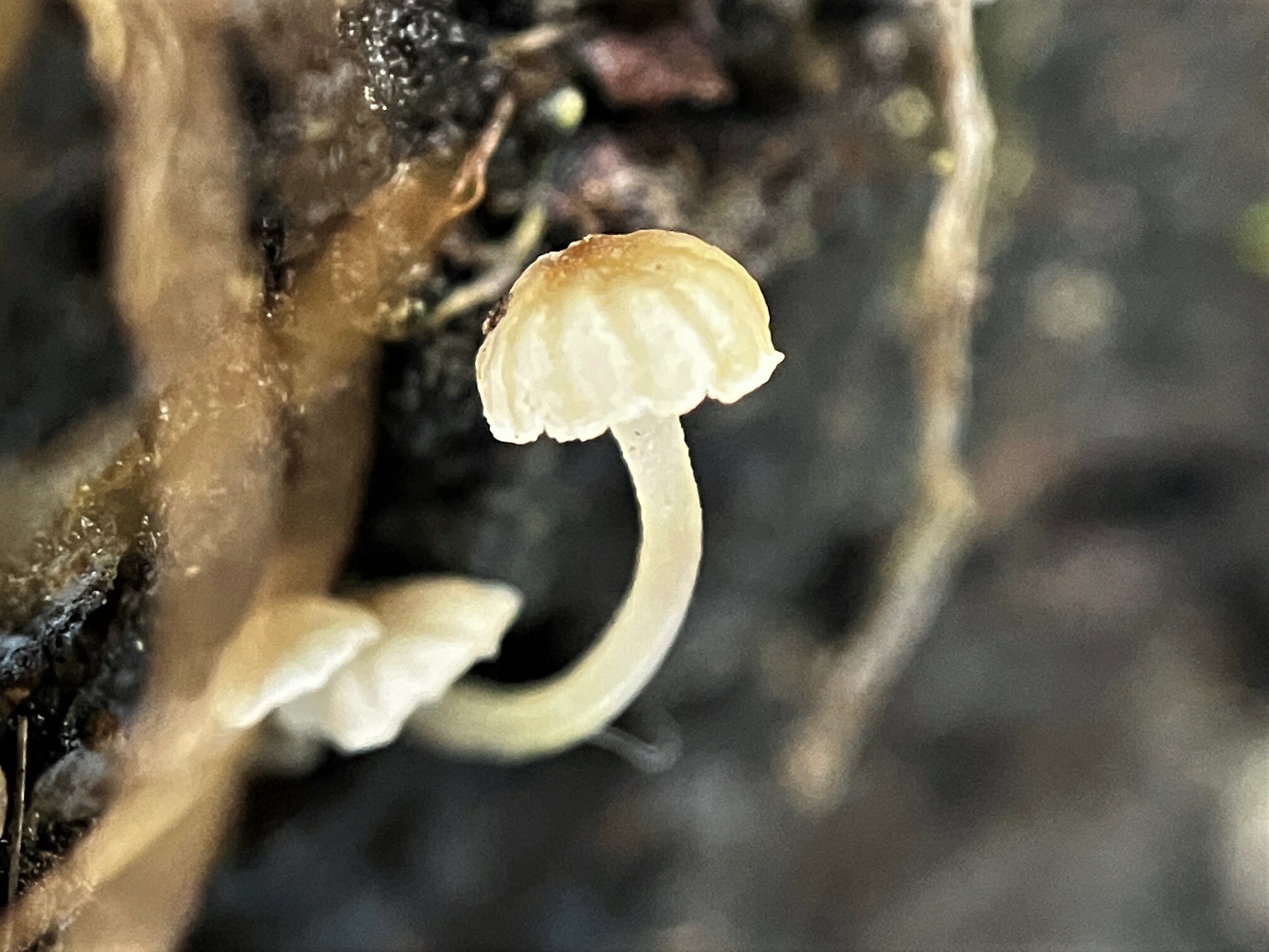 Phloeomana Redhead