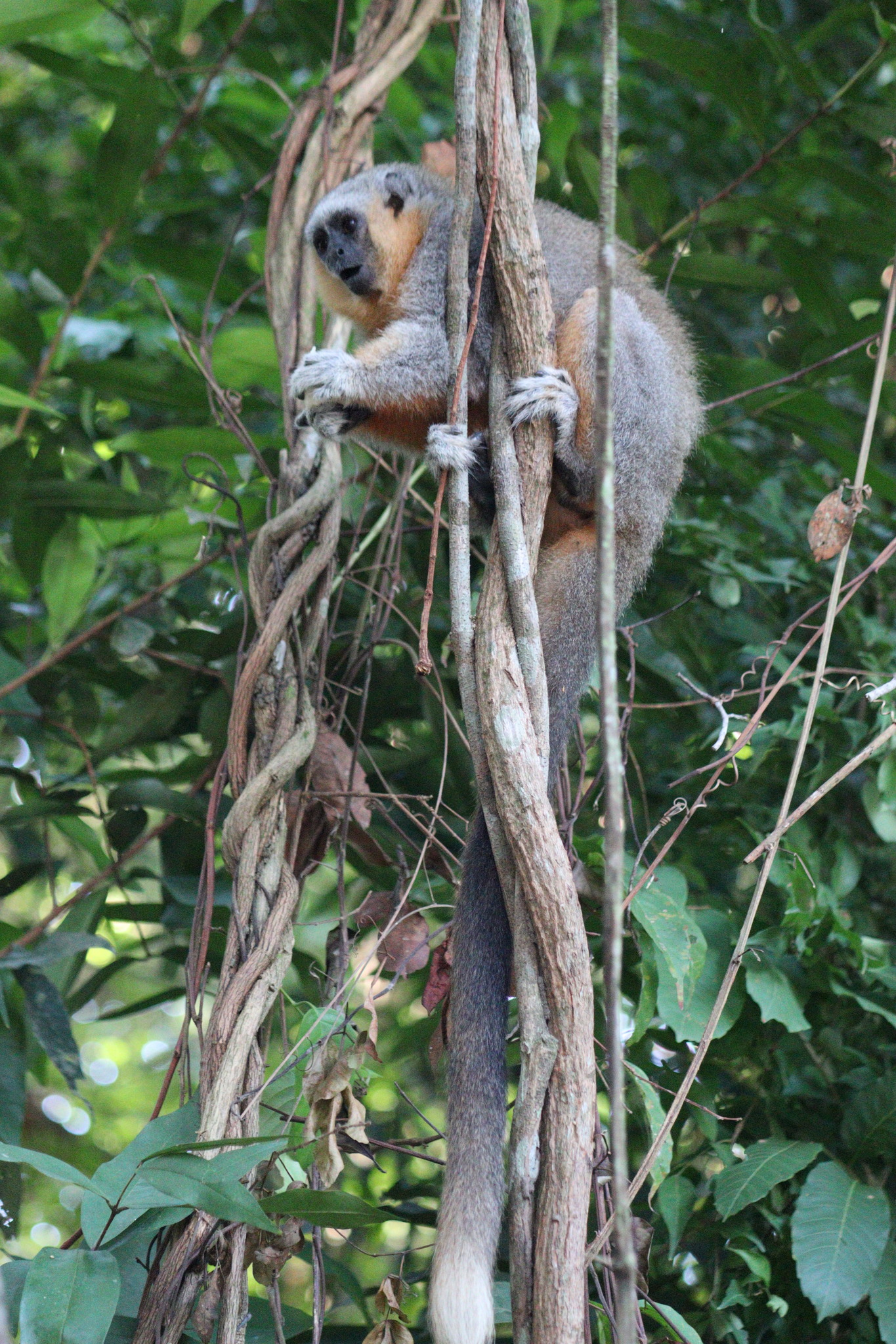 Plecturocebus moloch (Hoffmannsegg, 1807)