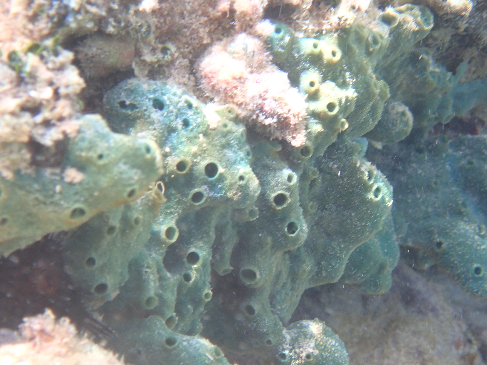 Niphatidae