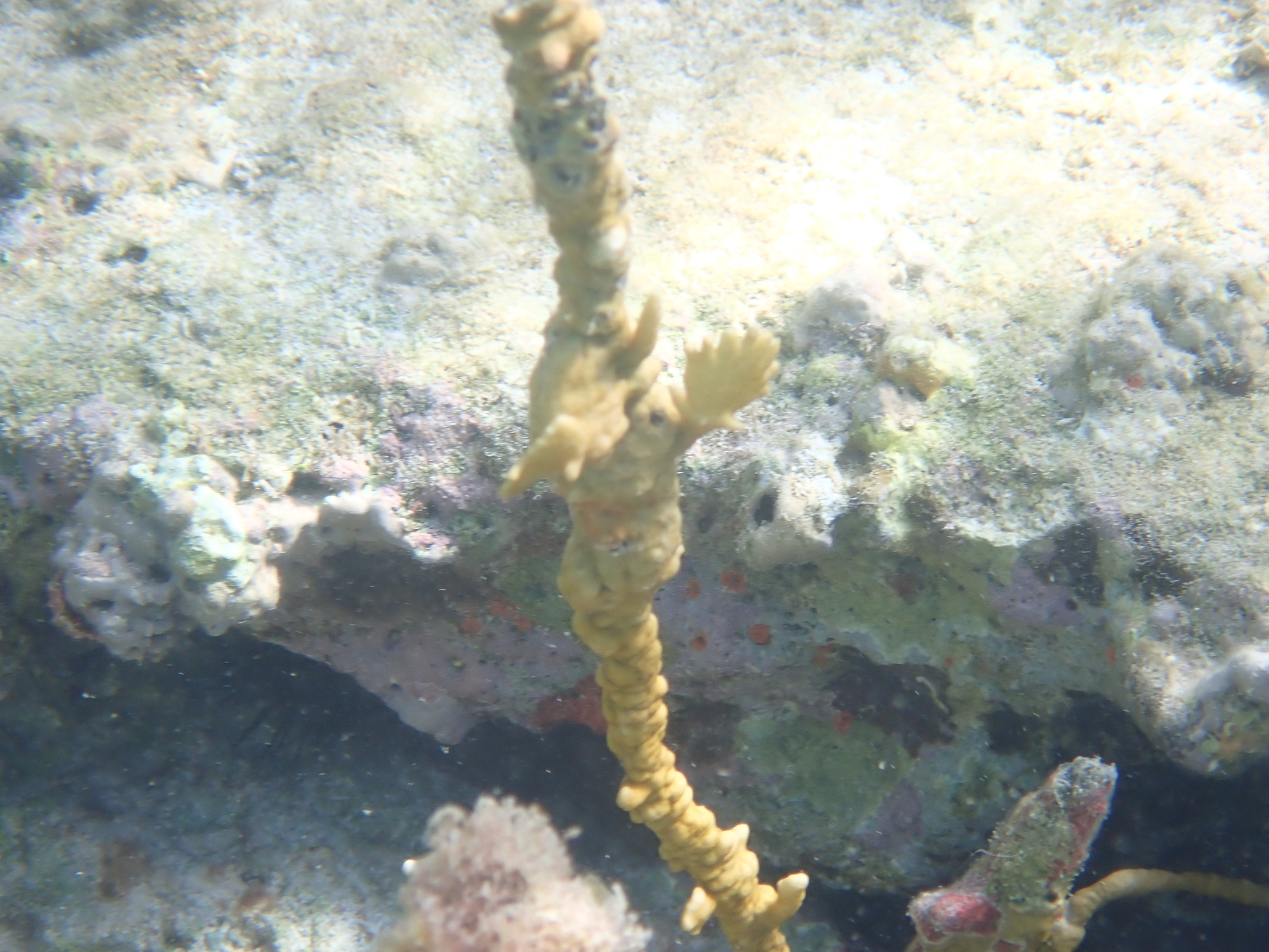 Anthoathecata