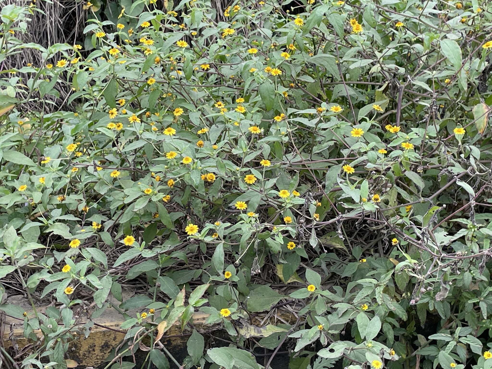 Melampodium L.