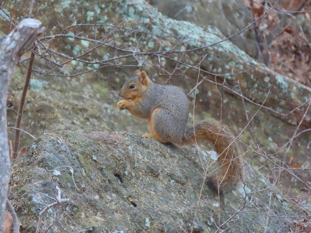 Fox Squirrel from Mineral Wells, TX 76067, USA on January 2, 2023 at 10 ...