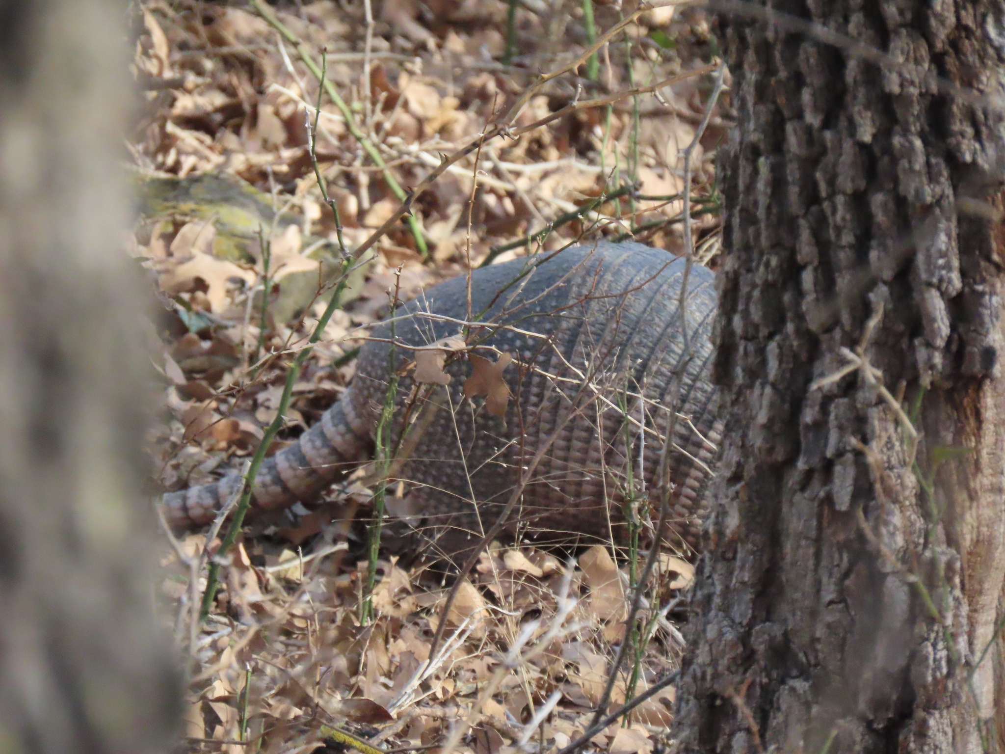 Dasypus novemcinctus Linnaeus, 1758