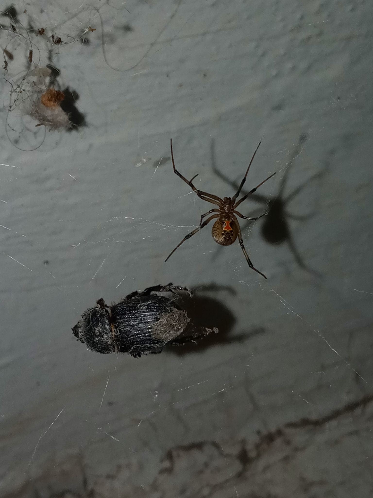 Latrodectus geometricus C.L.Koch, 1841