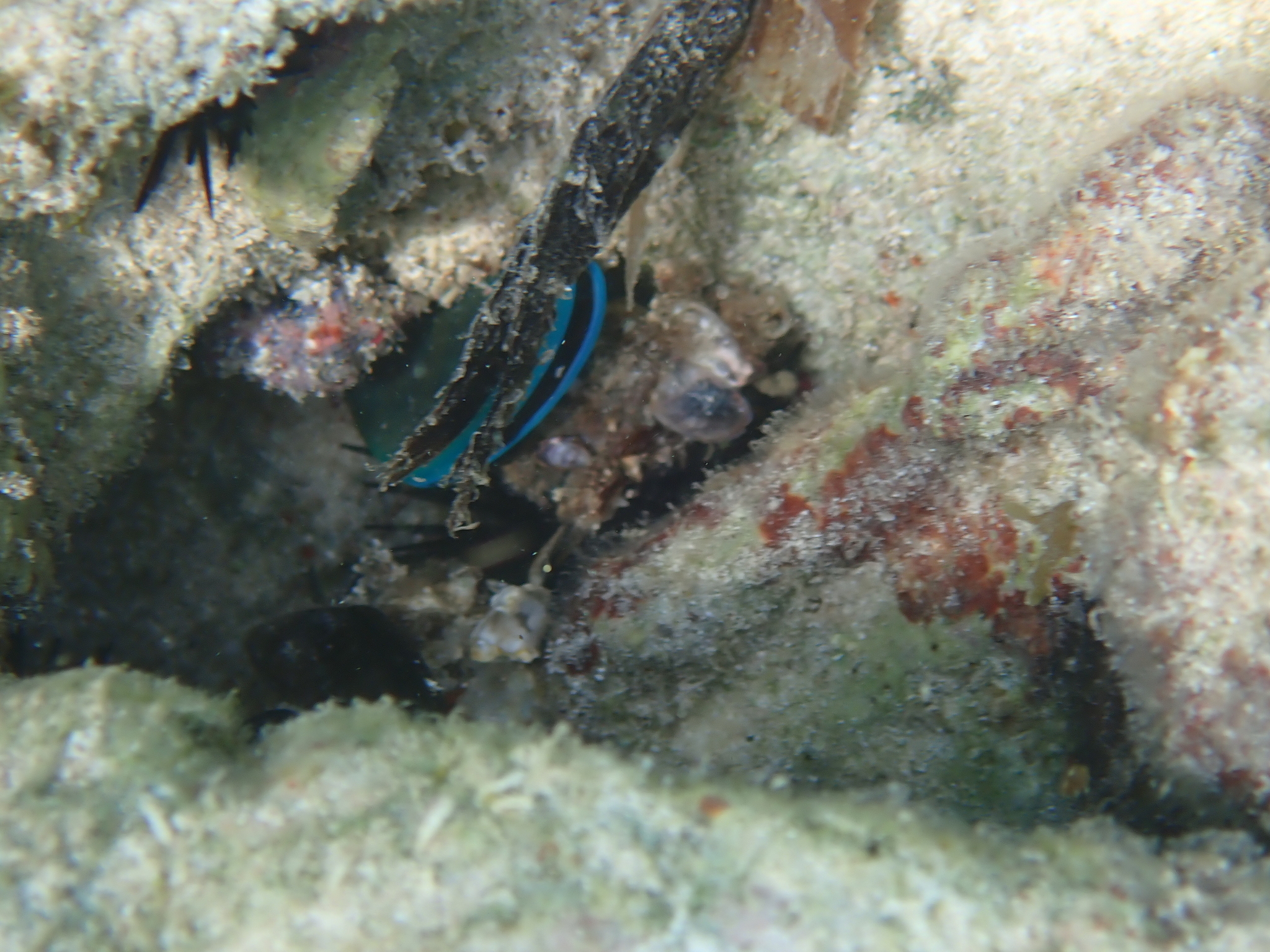 Perna viridis (Linnaeus, 1758)