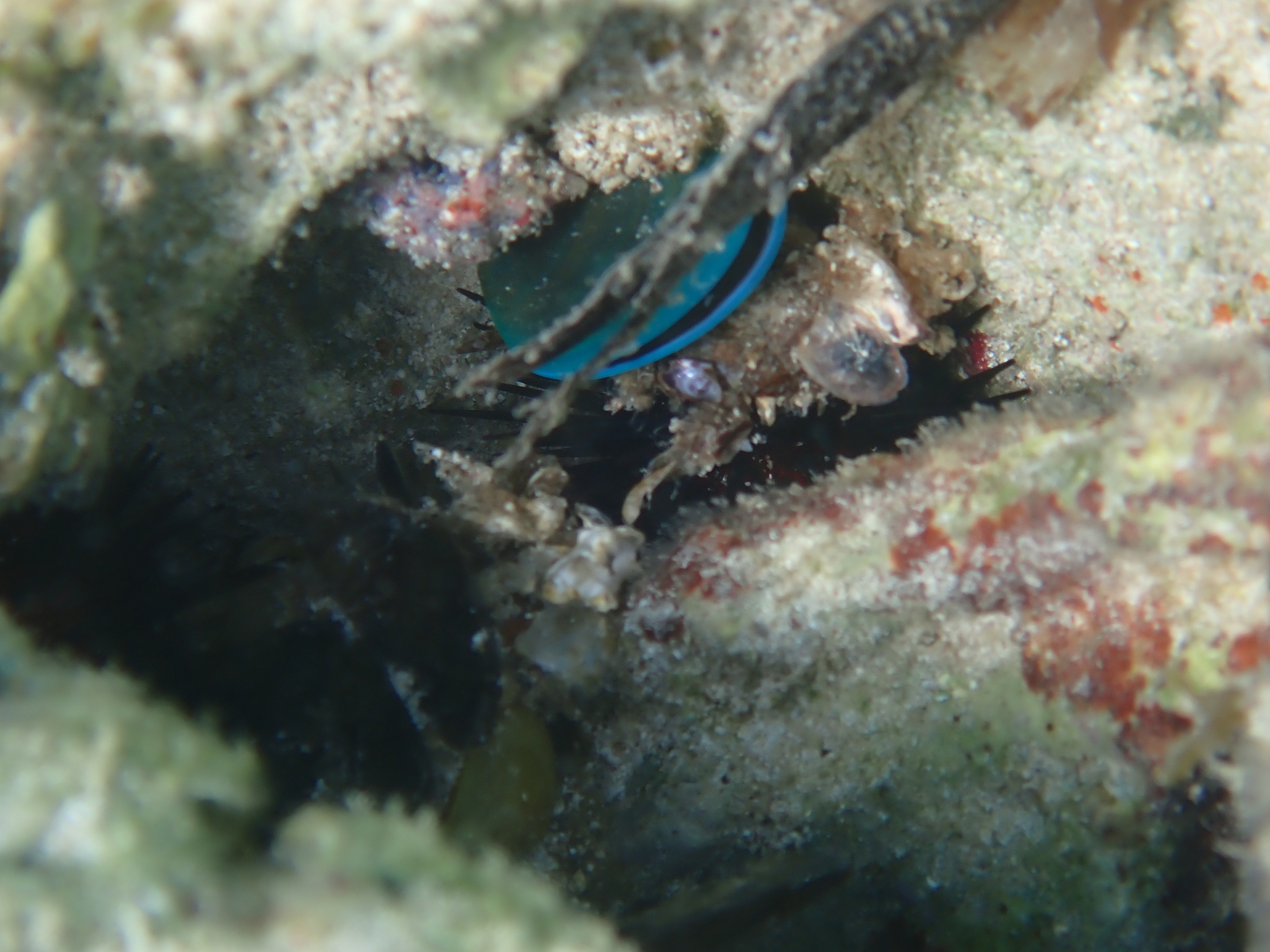 Perna viridis (Linnaeus, 1758)