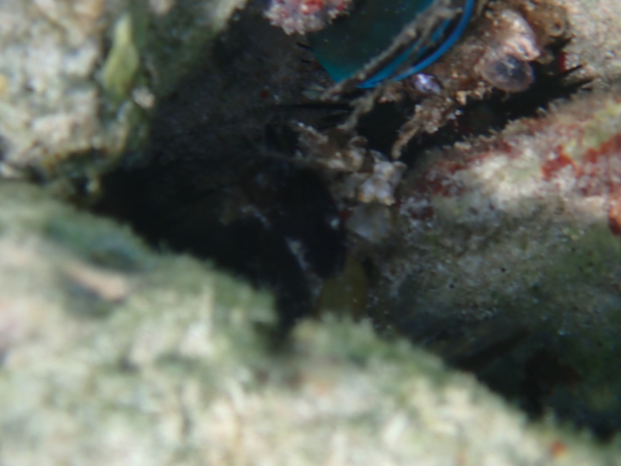 Perna viridis (Linnaeus, 1758)