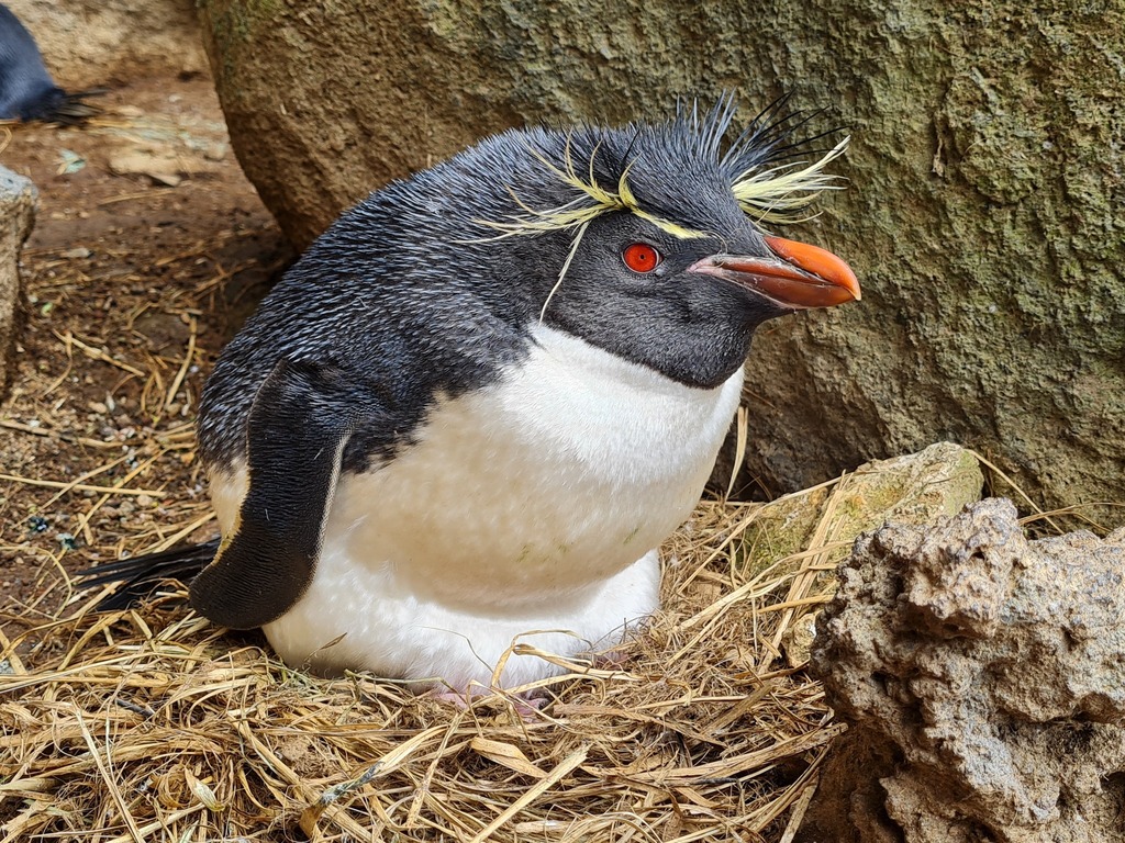 Eastern Rockhopper Penguin (Birds in new Zealand ) · iNaturalist