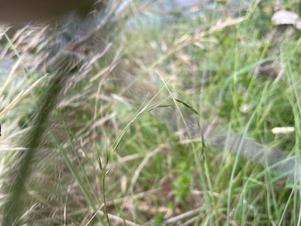 Weeping-grass from Jacksons Creek Ward, Bulla, VIC, AU on January 4 ...