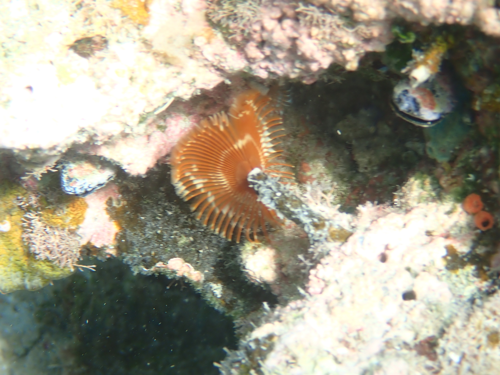 Annelida