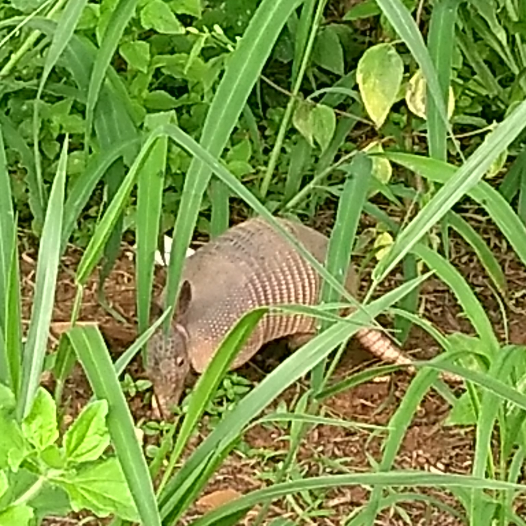 Dasypus novemcinctus Linnaeus, 1758