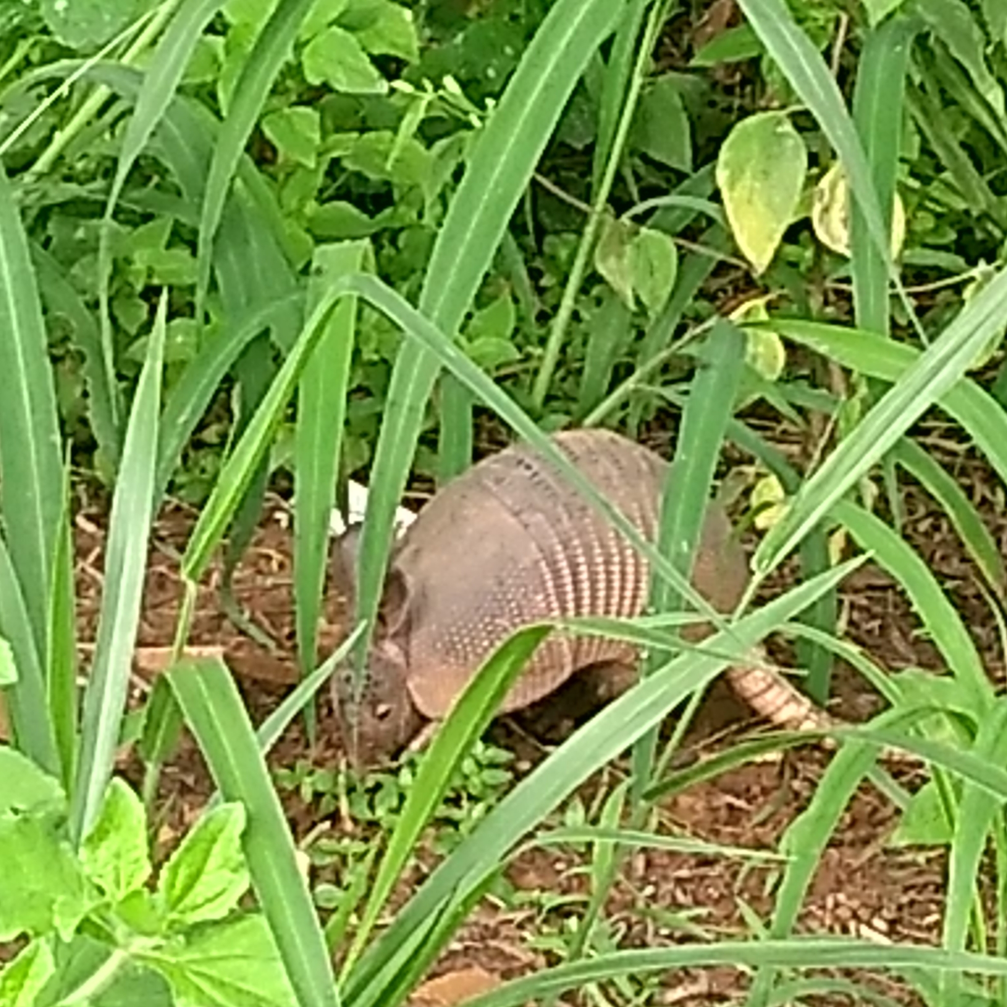 Dasypus novemcinctus Linnaeus, 1758