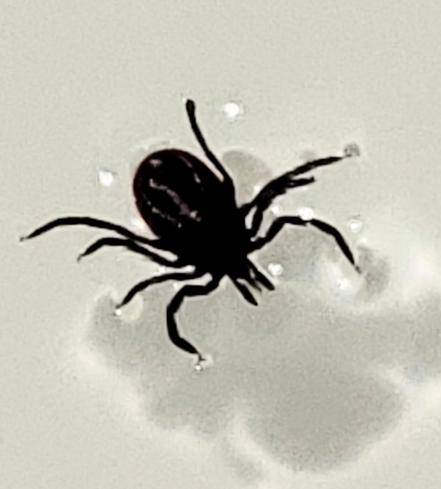 Ixodes pacificus Cooley & Kohls, 1943