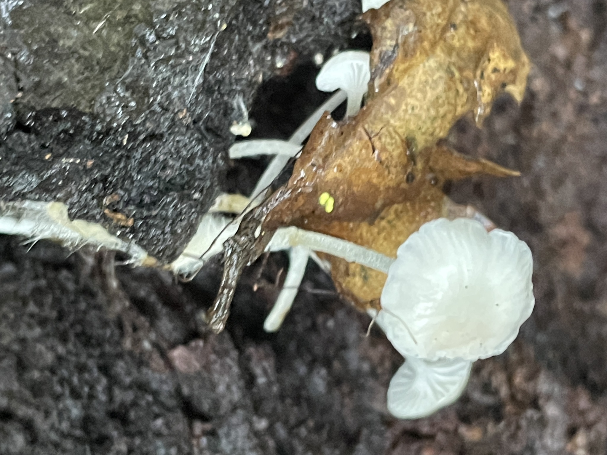 Phloeomana Redhead