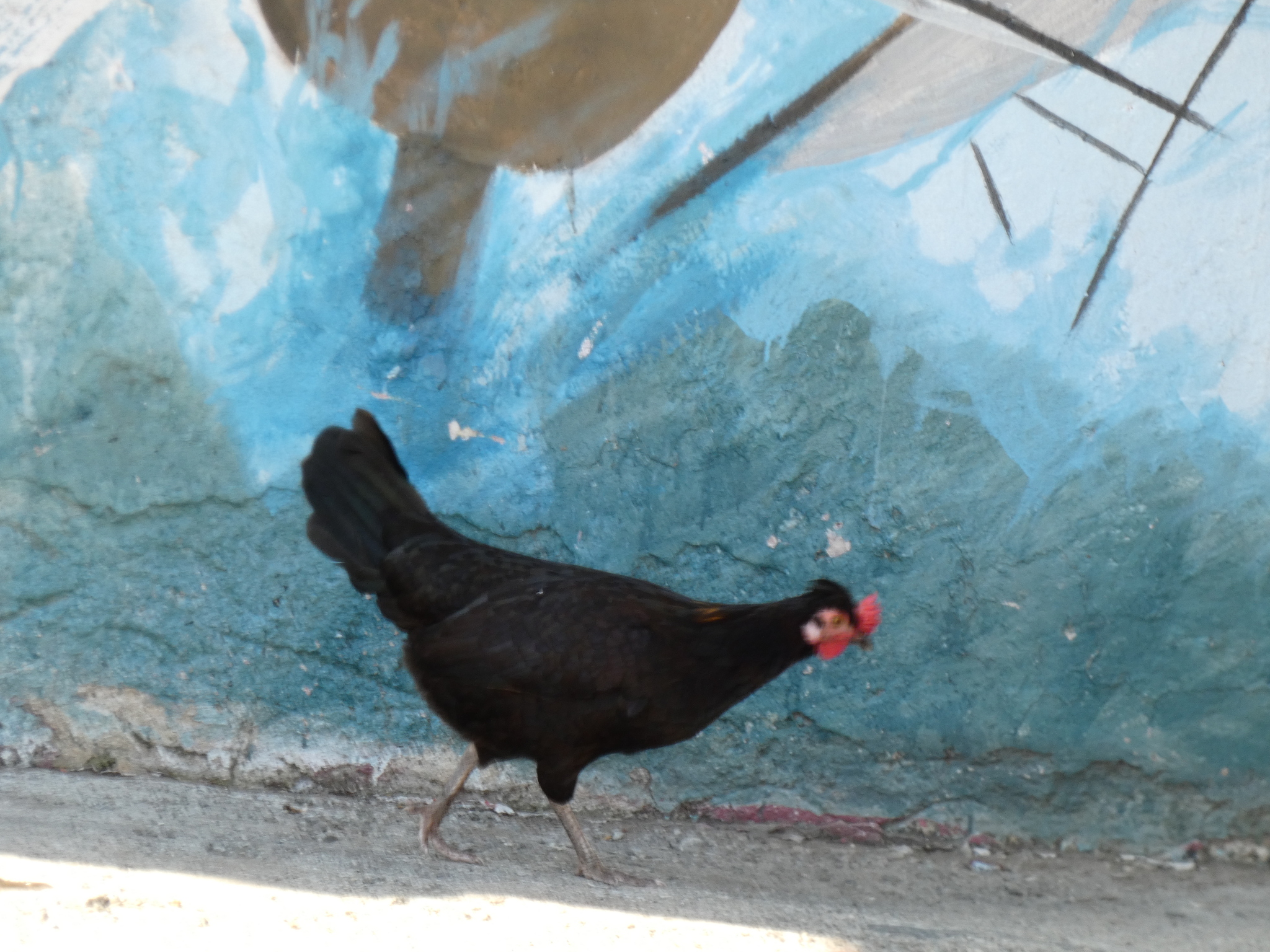 Gallus gallus (Linnaeus, 1758)