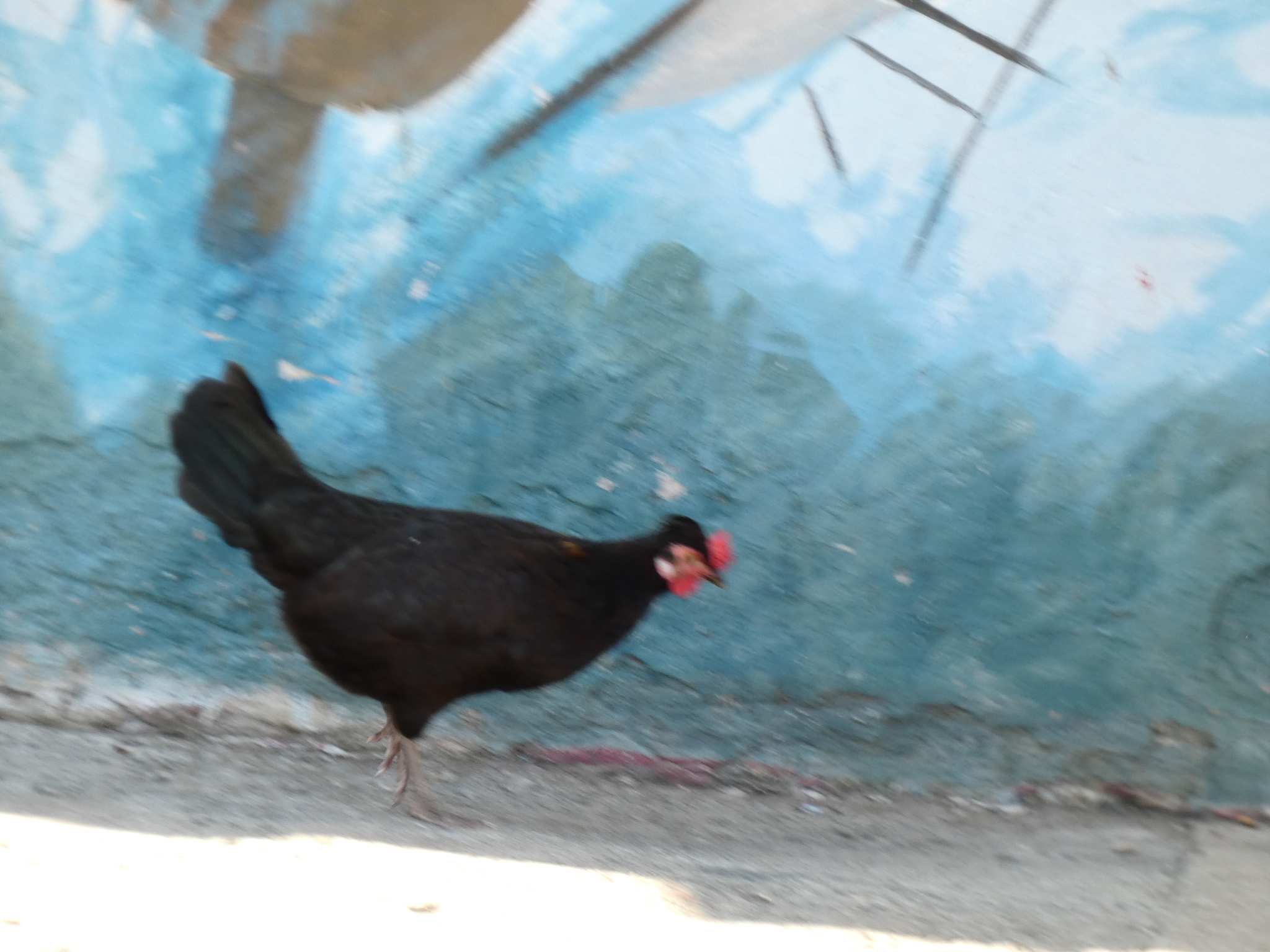 Gallus gallus (Linnaeus, 1758)