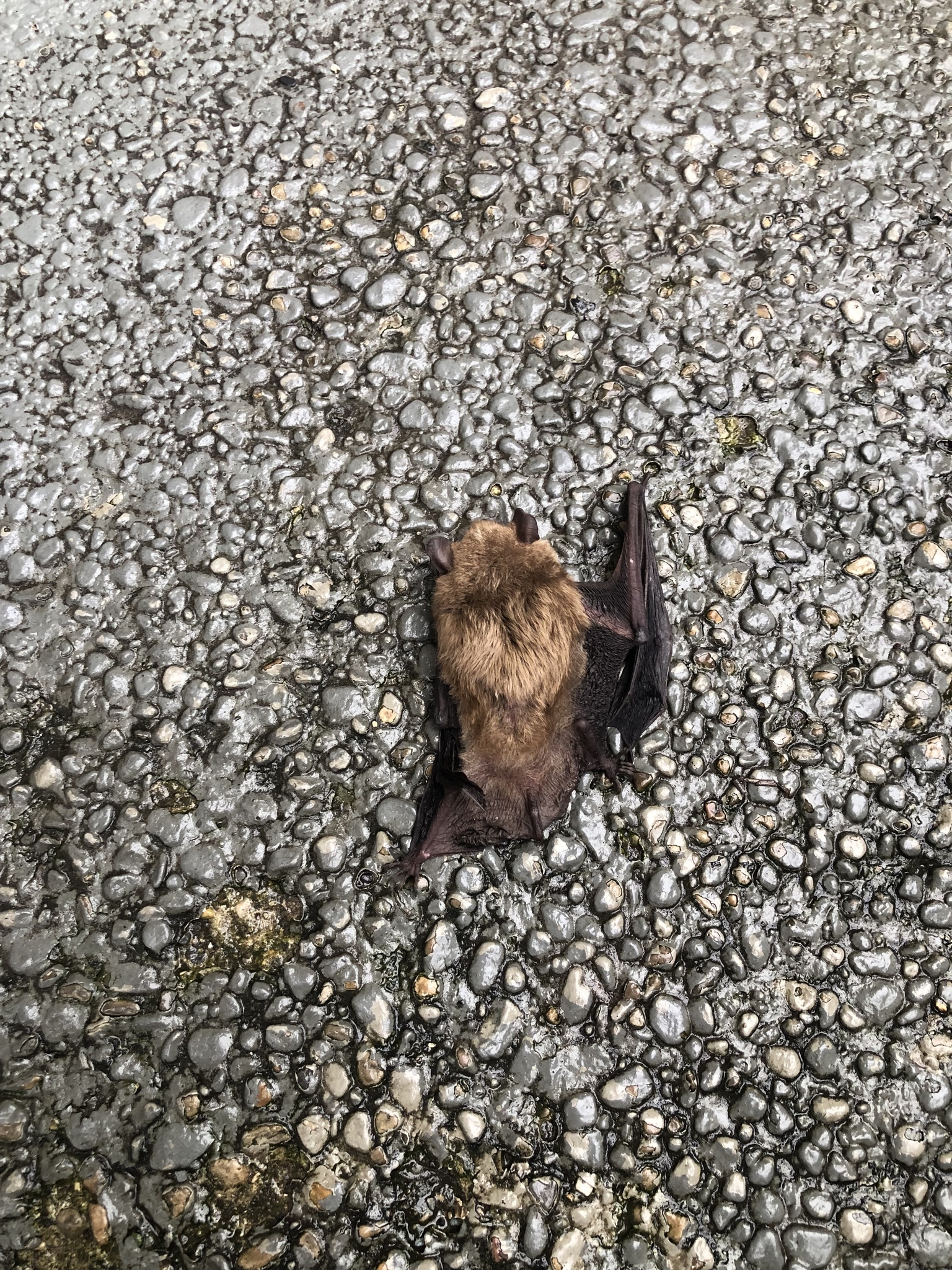 Chiroptera
