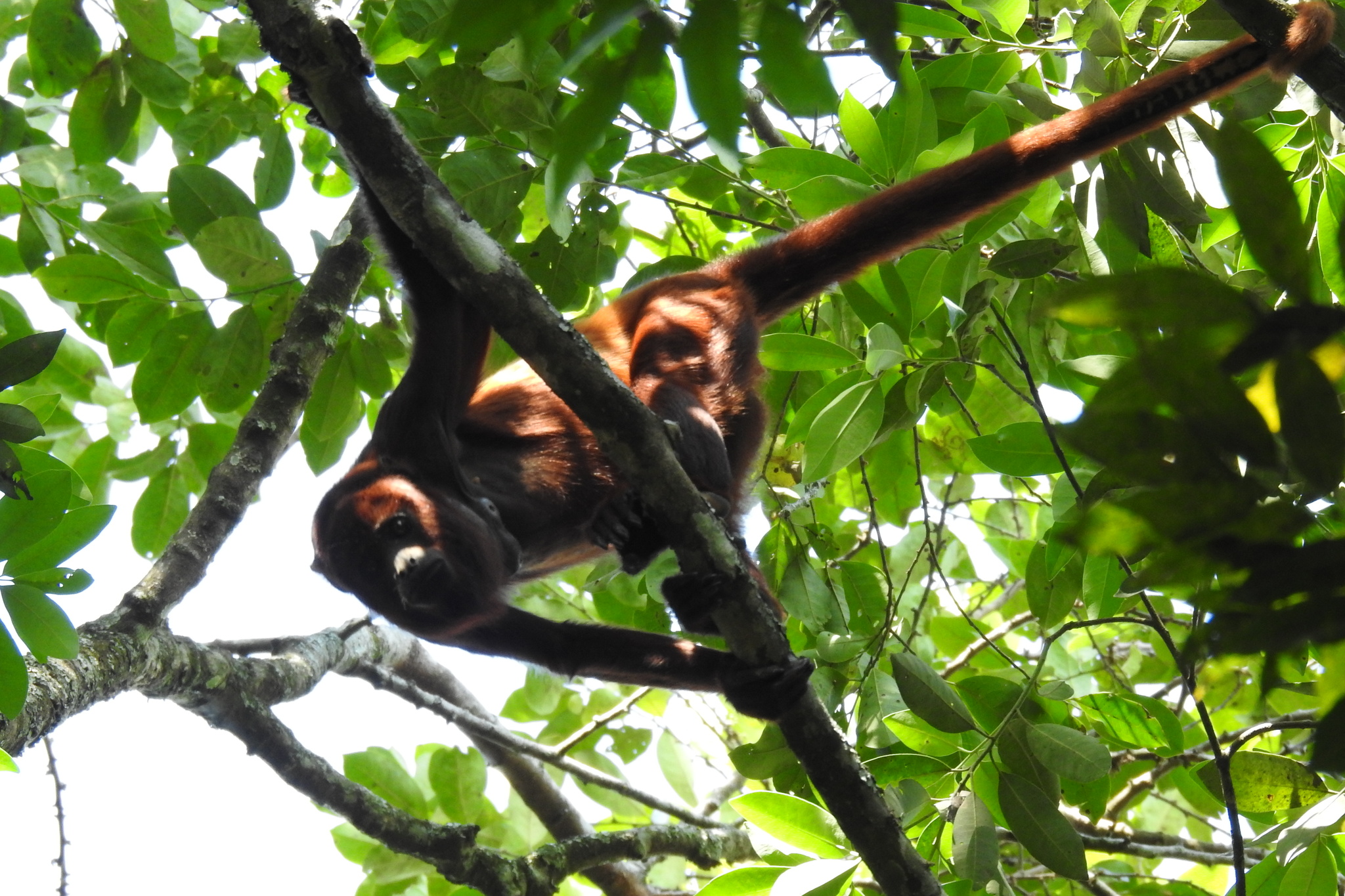 Alouatta seniculus (Linnaeus, 1766)