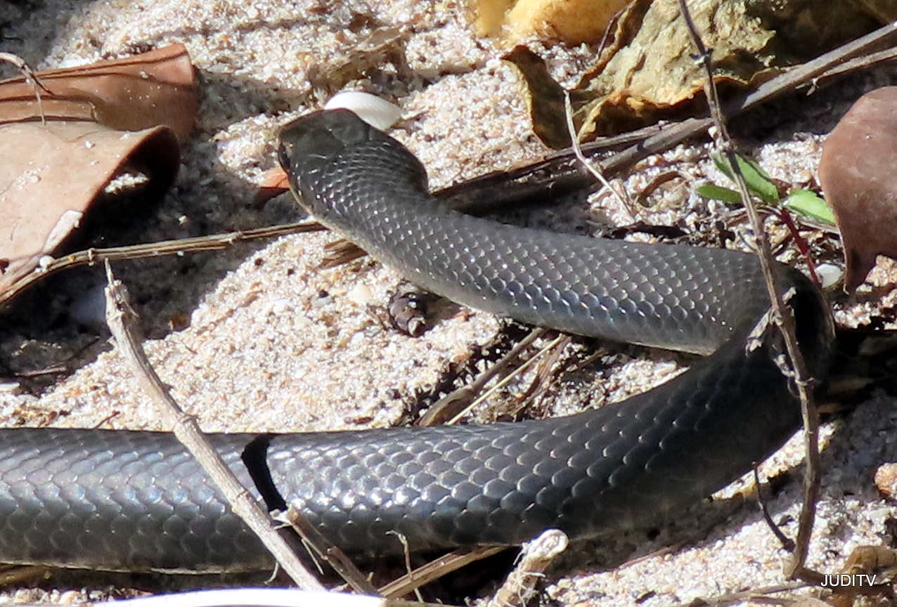 Coluber constrictor Linnaeus, 1758
