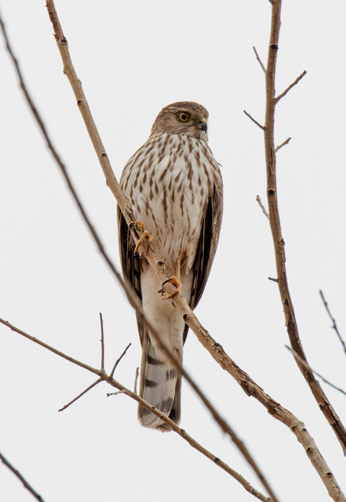 Sharp-shinned Hawk from Pima County, AZ, USA on January 20, 2020 at 02: ...