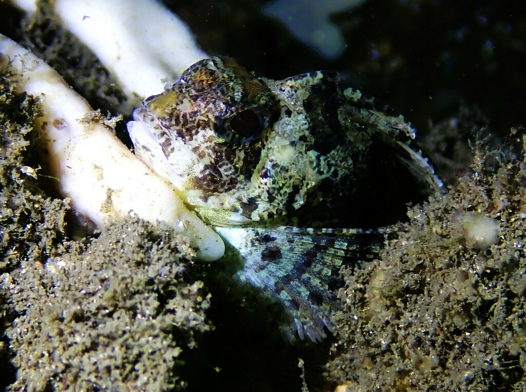 Eastern Fortescue from Sydney NSW, Australia on January 02, 2023 at 11: ...