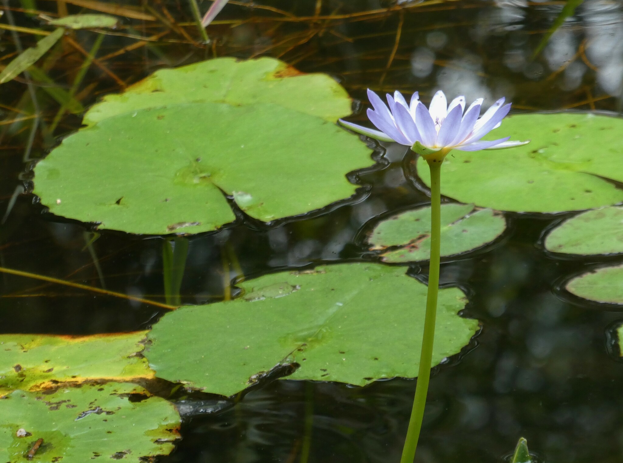 Nymphaea L.