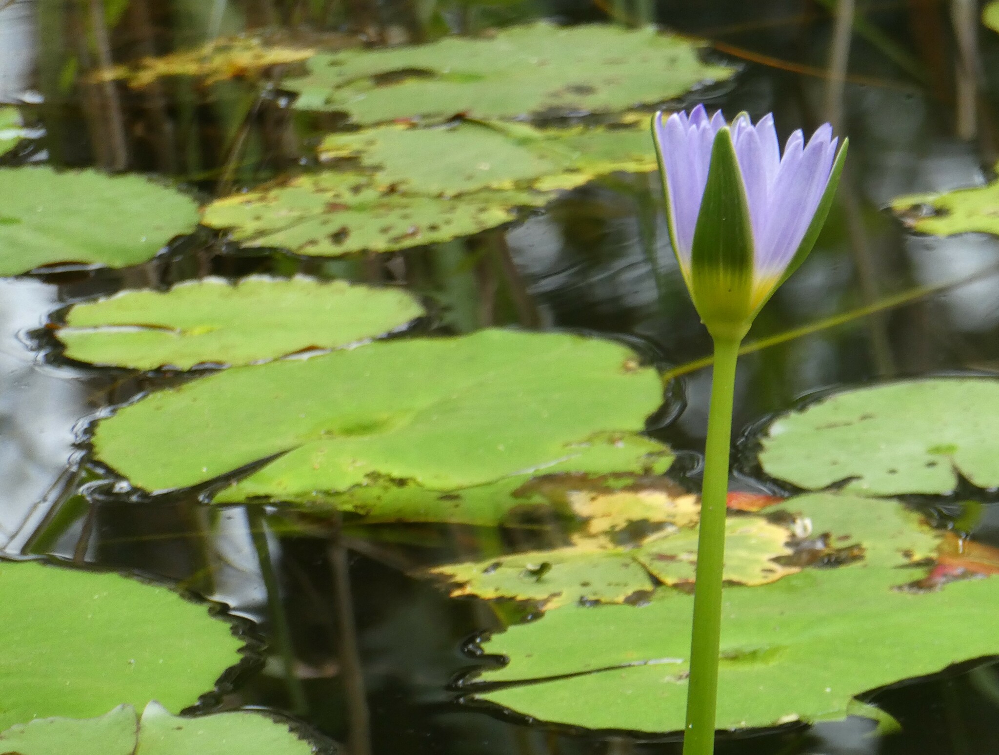 Nymphaea L.