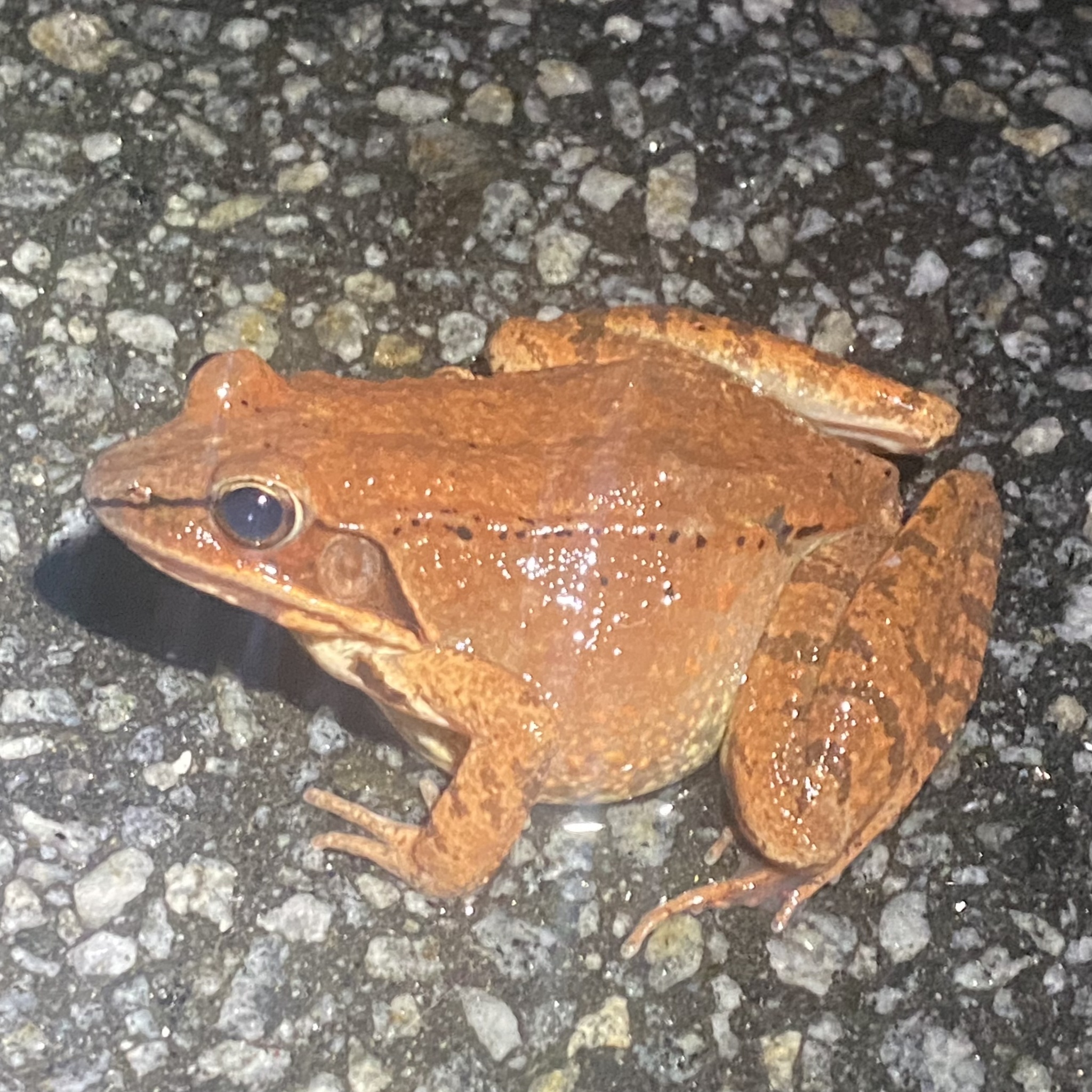 Lithobates sylvaticus (LeConte, 1825)
