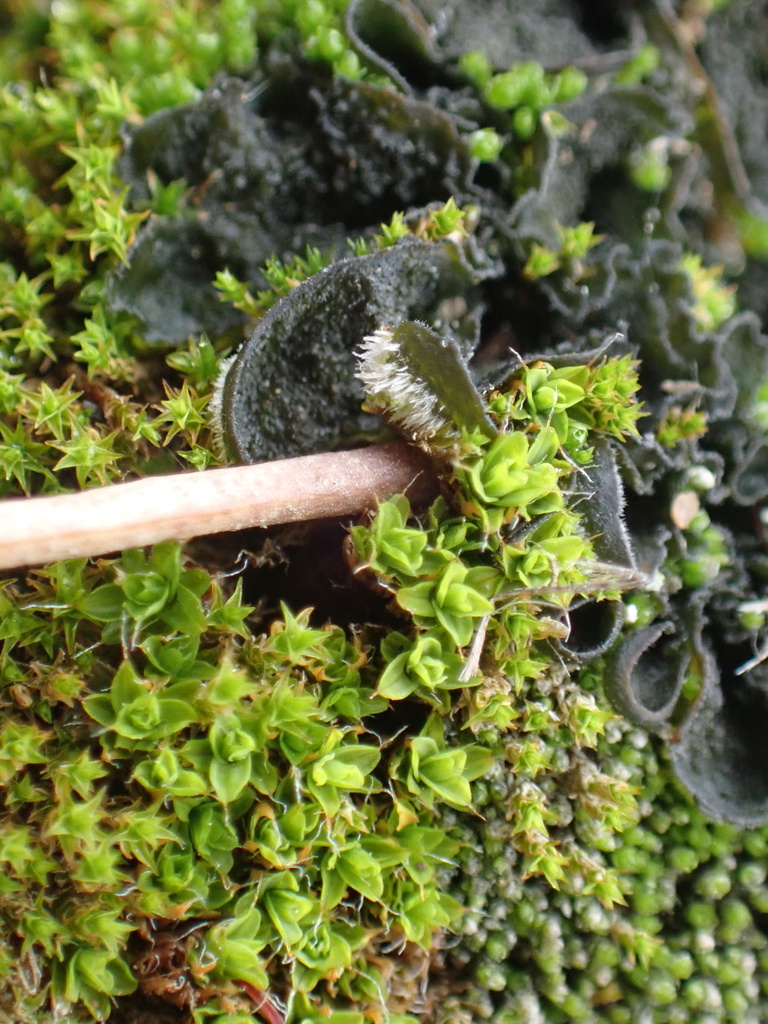 Whiskered Jelly Lichen from Sun City, Perris, CA, US on January 2, 2023 ...