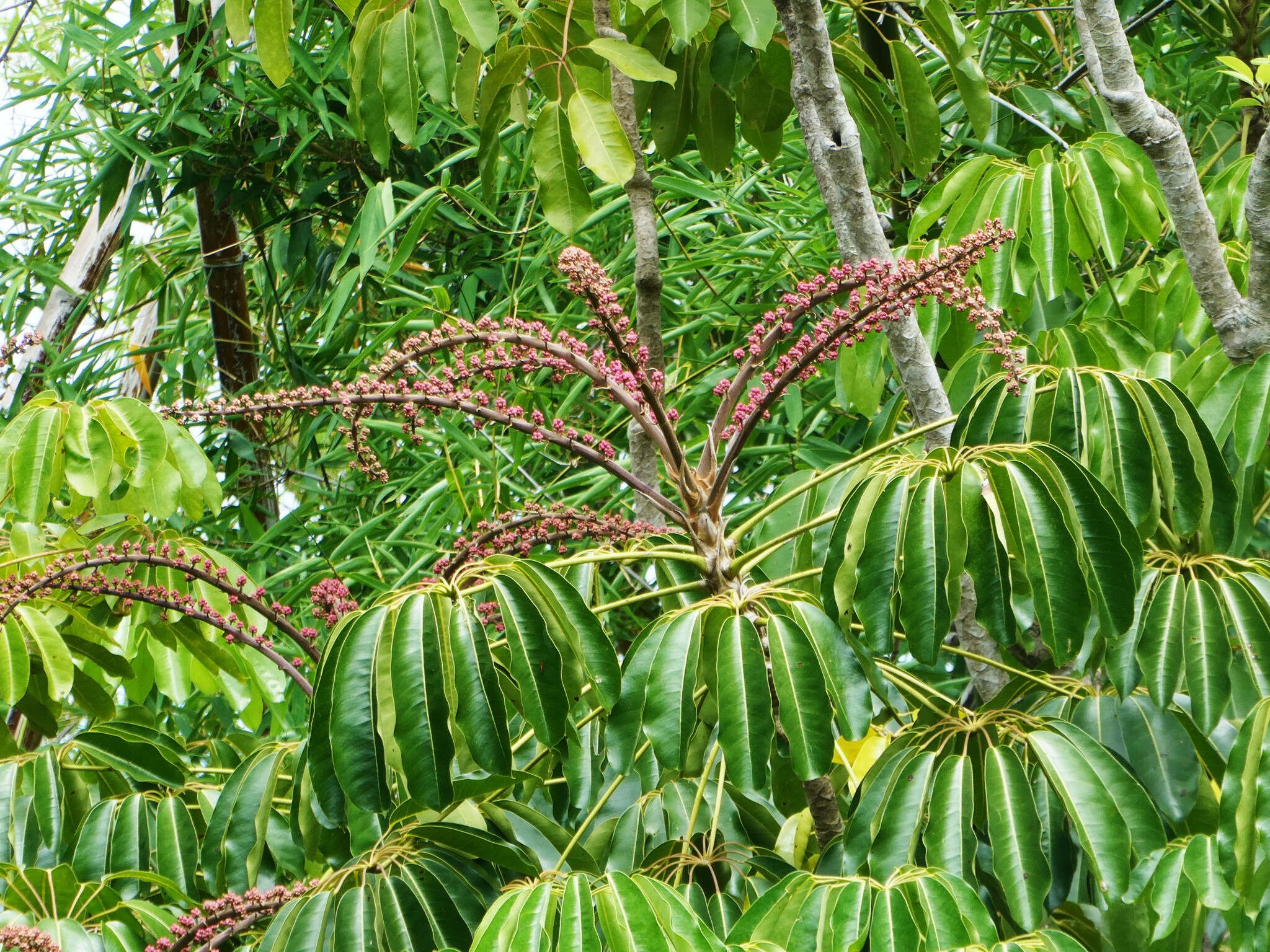 Heptapleurum actinophyllum (Endl.) Lowry & G.M.Plunkett