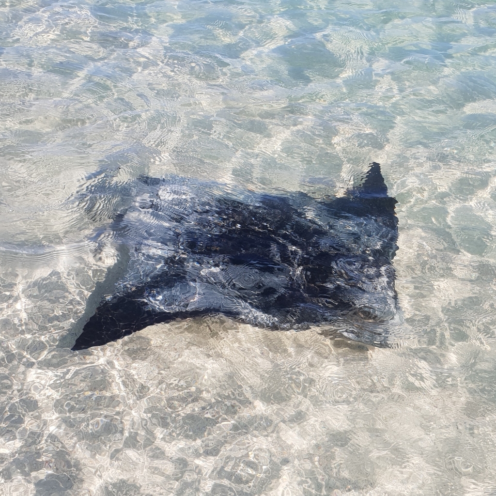 New Zealand Eagle Ray from Hamelin Bay WA 6288, Australia on February ...