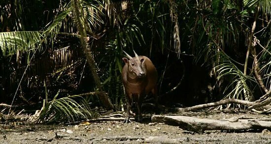 Lowland Anoa in August 2022 by Mikel Yaki. Best time to spot in the ...