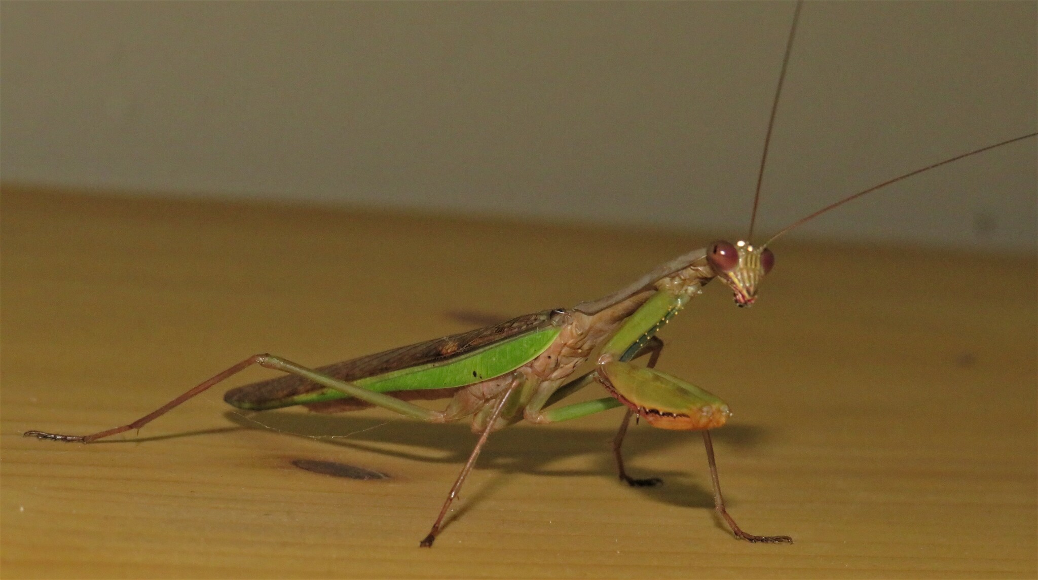 Polyspilota aeruginosa (Goeze, 1778)