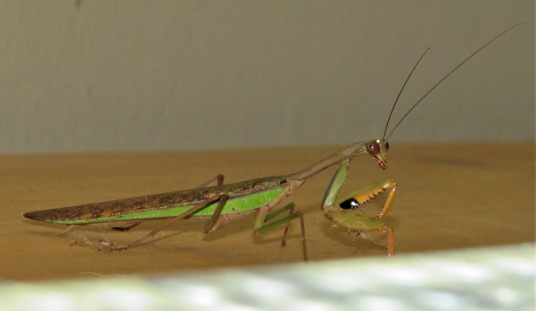 Polyspilota aeruginosa (Goeze, 1778)