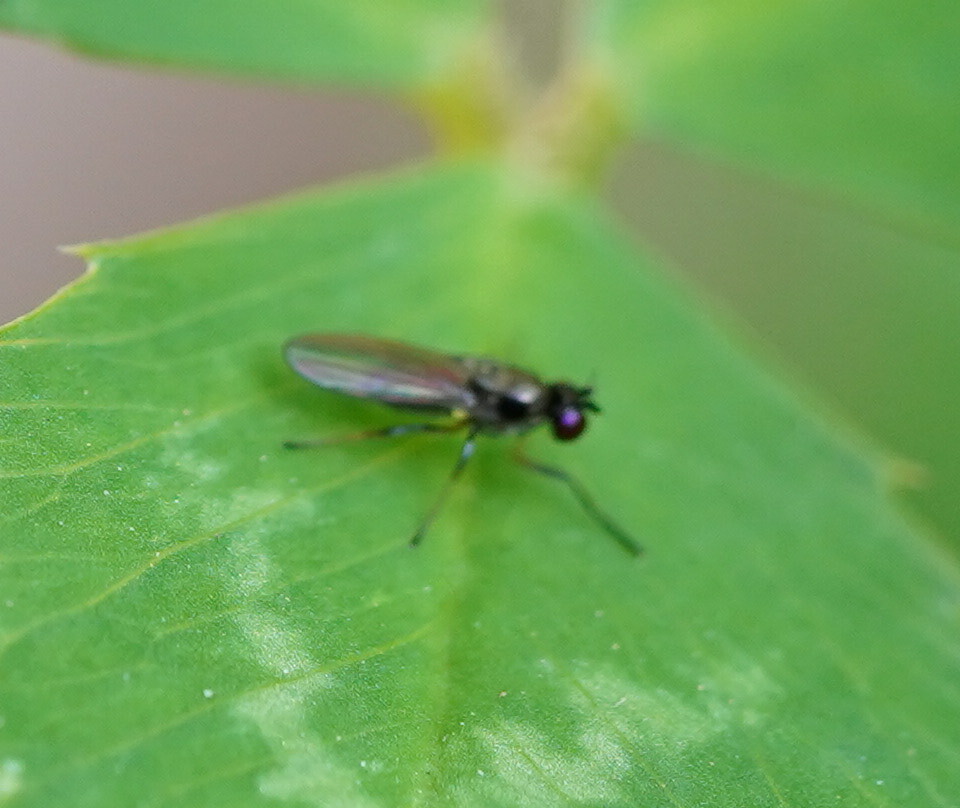 Ephydridae