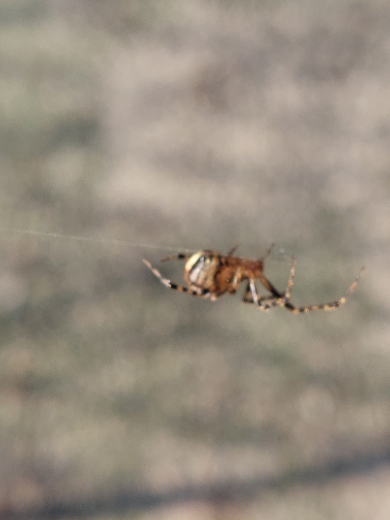 Spiders from Woodside VIC 3874, Australia on December 24, 2022 at 06:41 ...