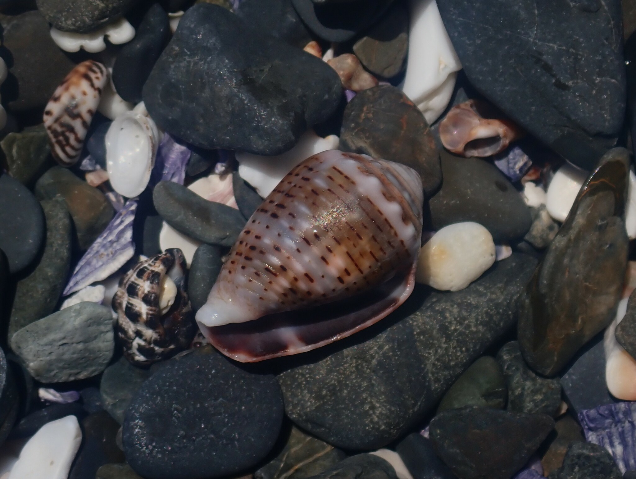 Conus Linnaeus, 1758
