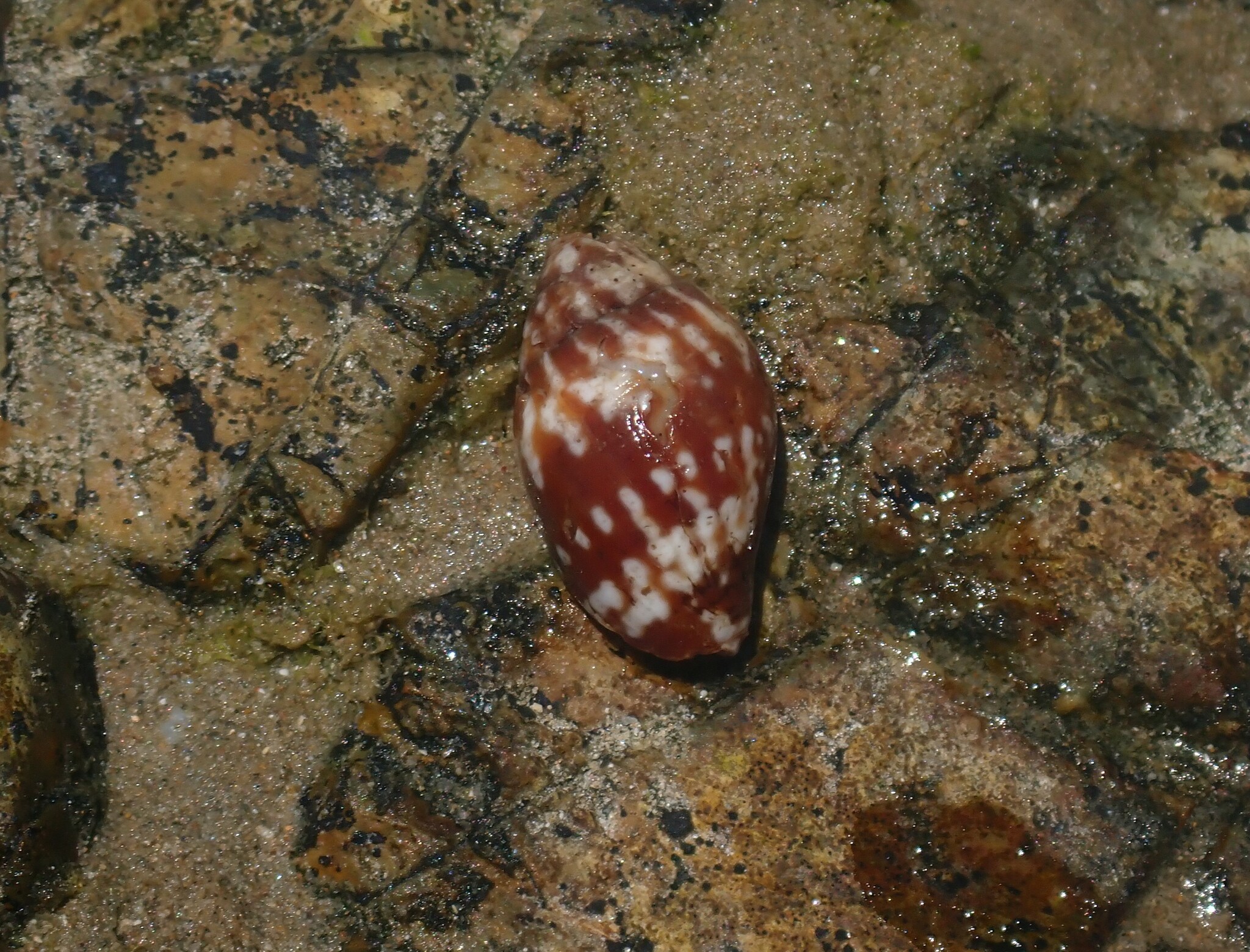 Strigatella litterata (Lamarck, 1811)