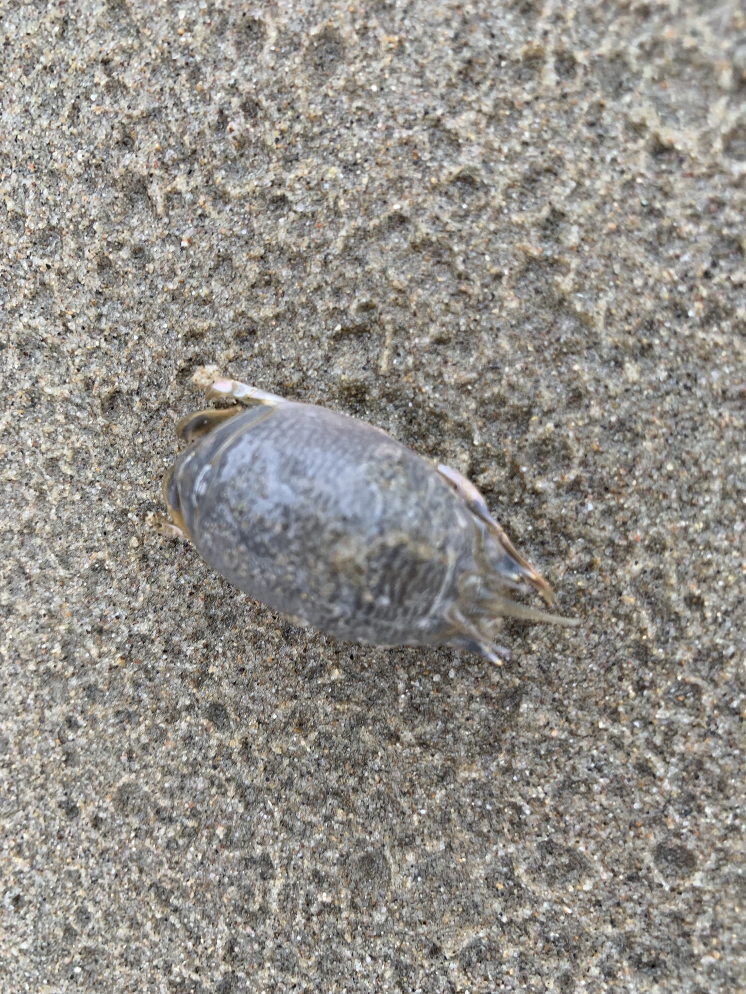 Emerita analoga (Stimpson, 1857)