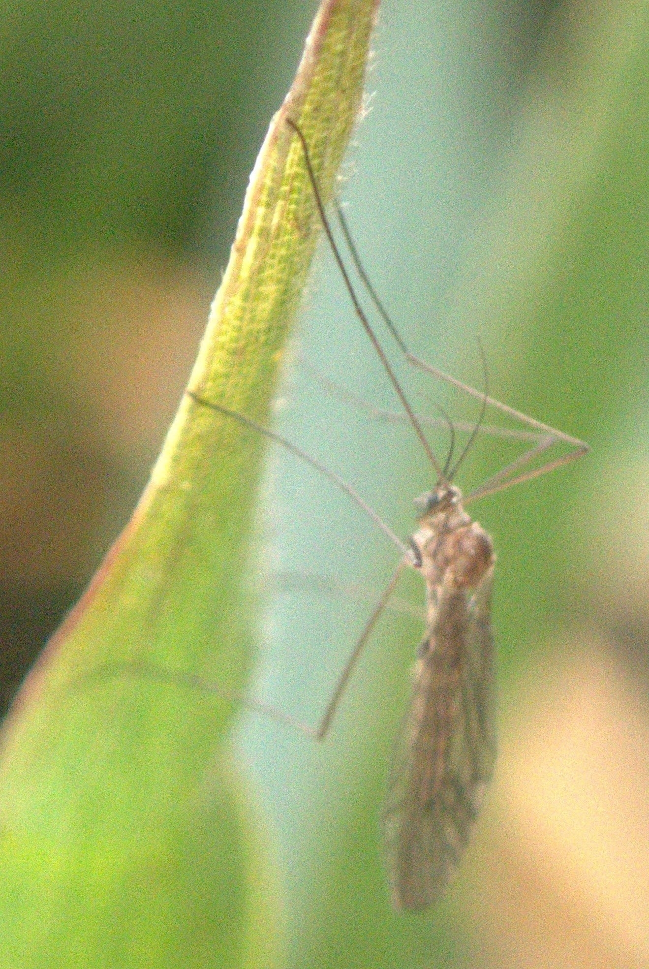 Trichoceridae