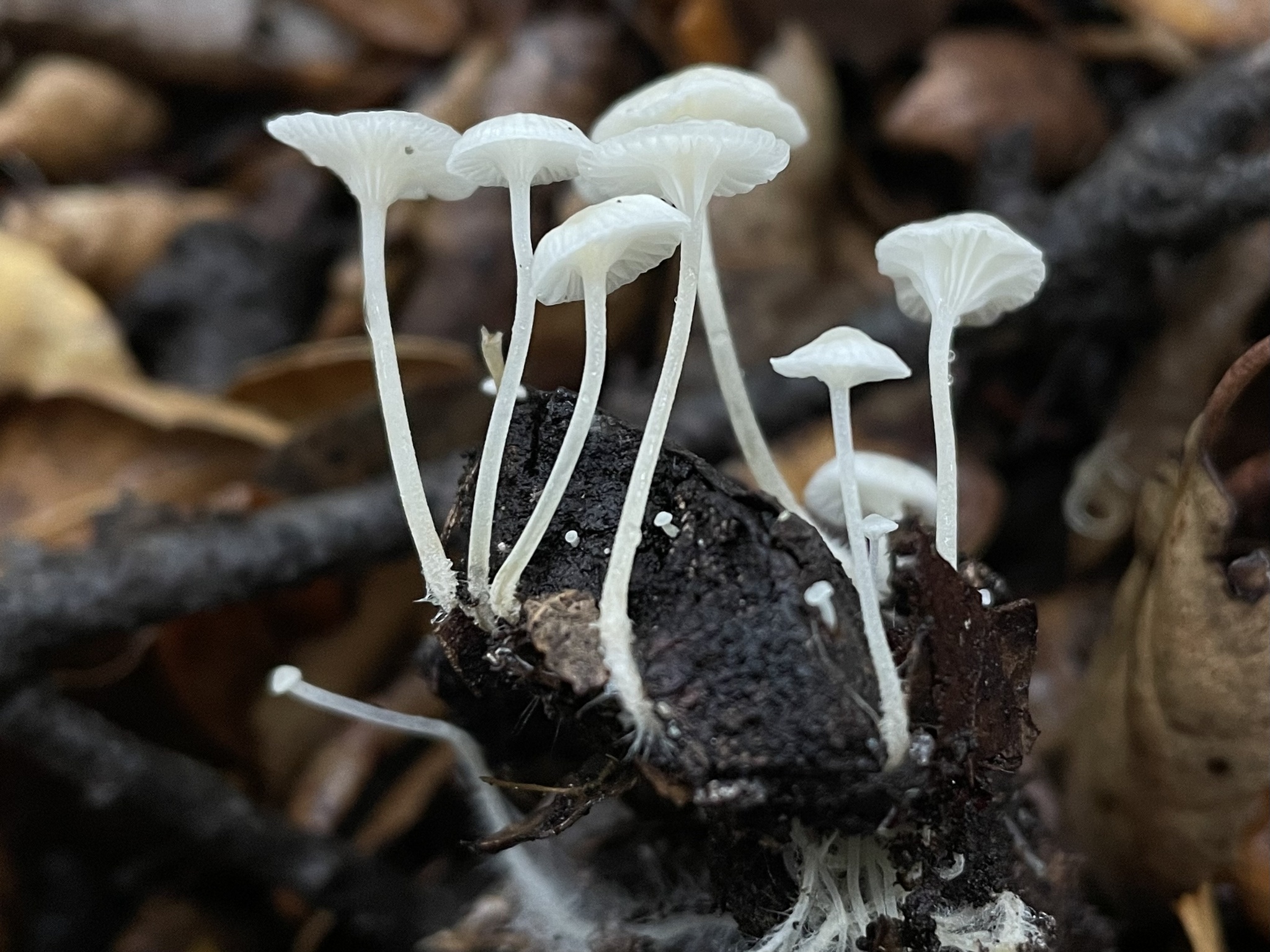 Phloeomana Redhead