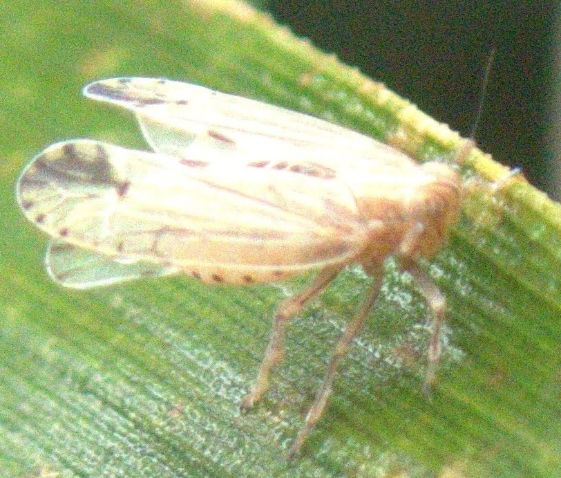 Delphacidae