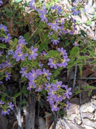 Scaevola microphylla · iNaturalist United Kingdom