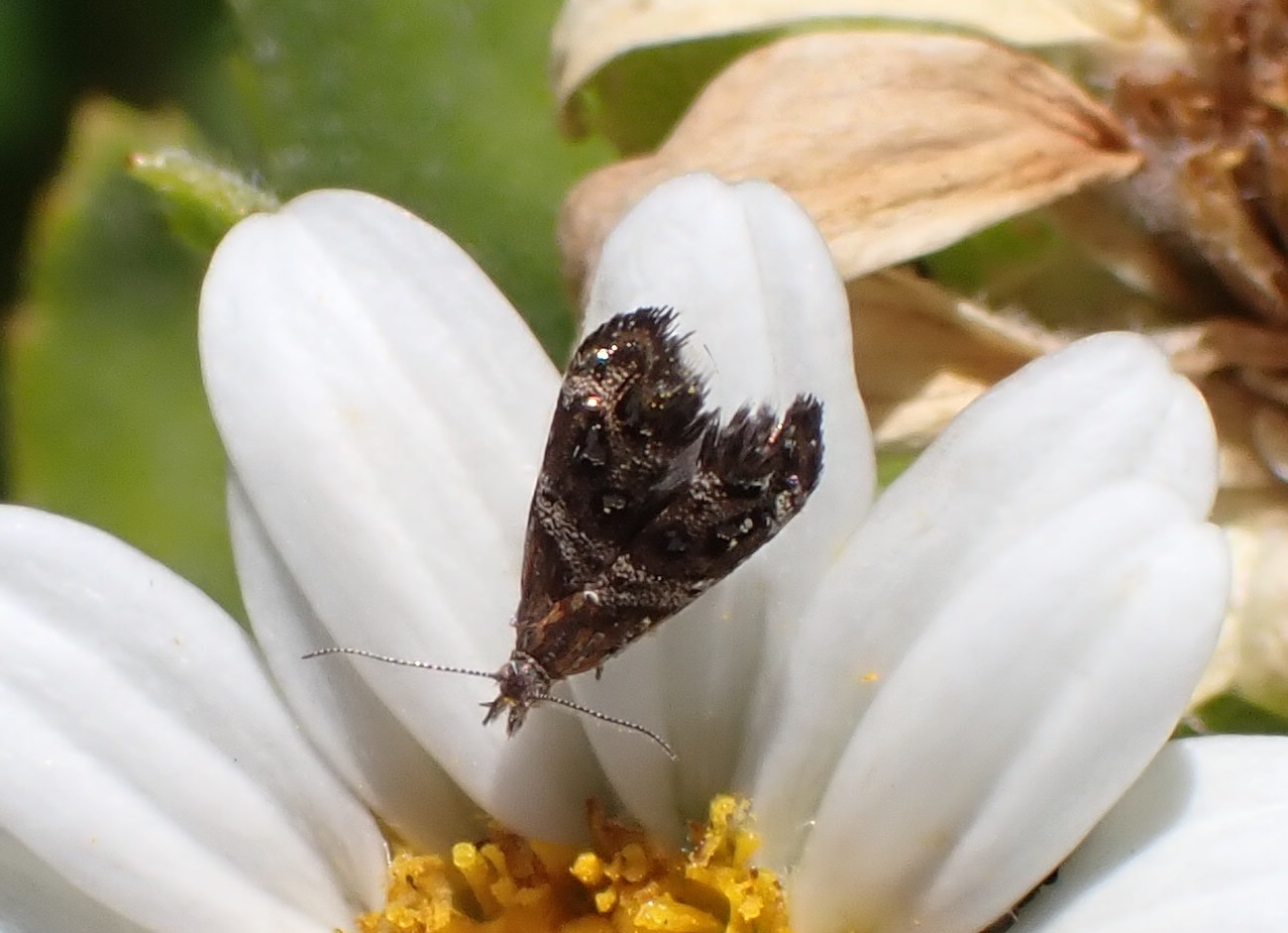 Tebenna micalis Mann, 1857