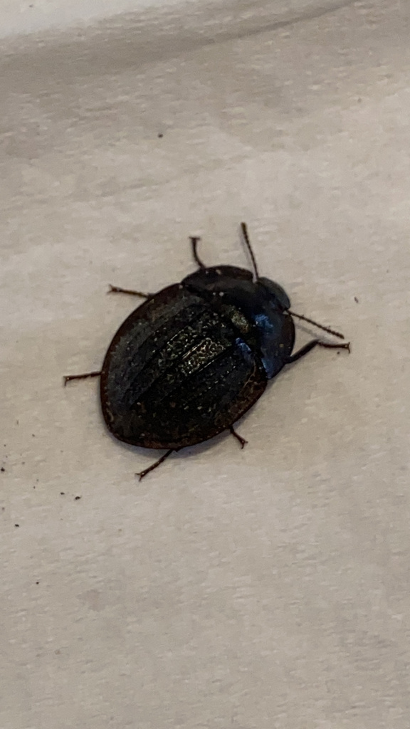 Pie-dish Beetles from Allambi Ave, Capel Sound, VIC, AU on January 04 ...