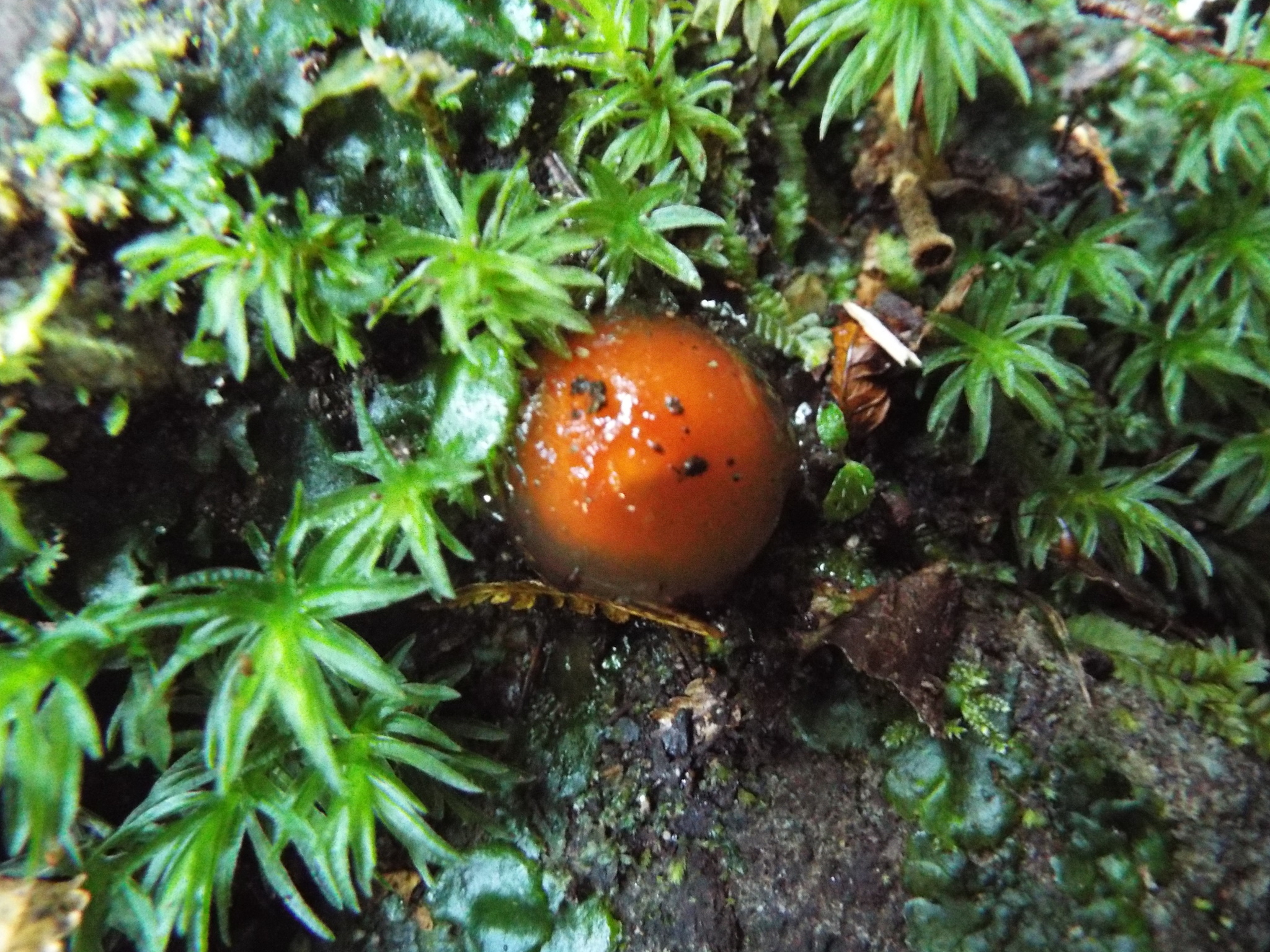 Calostoma Desv.