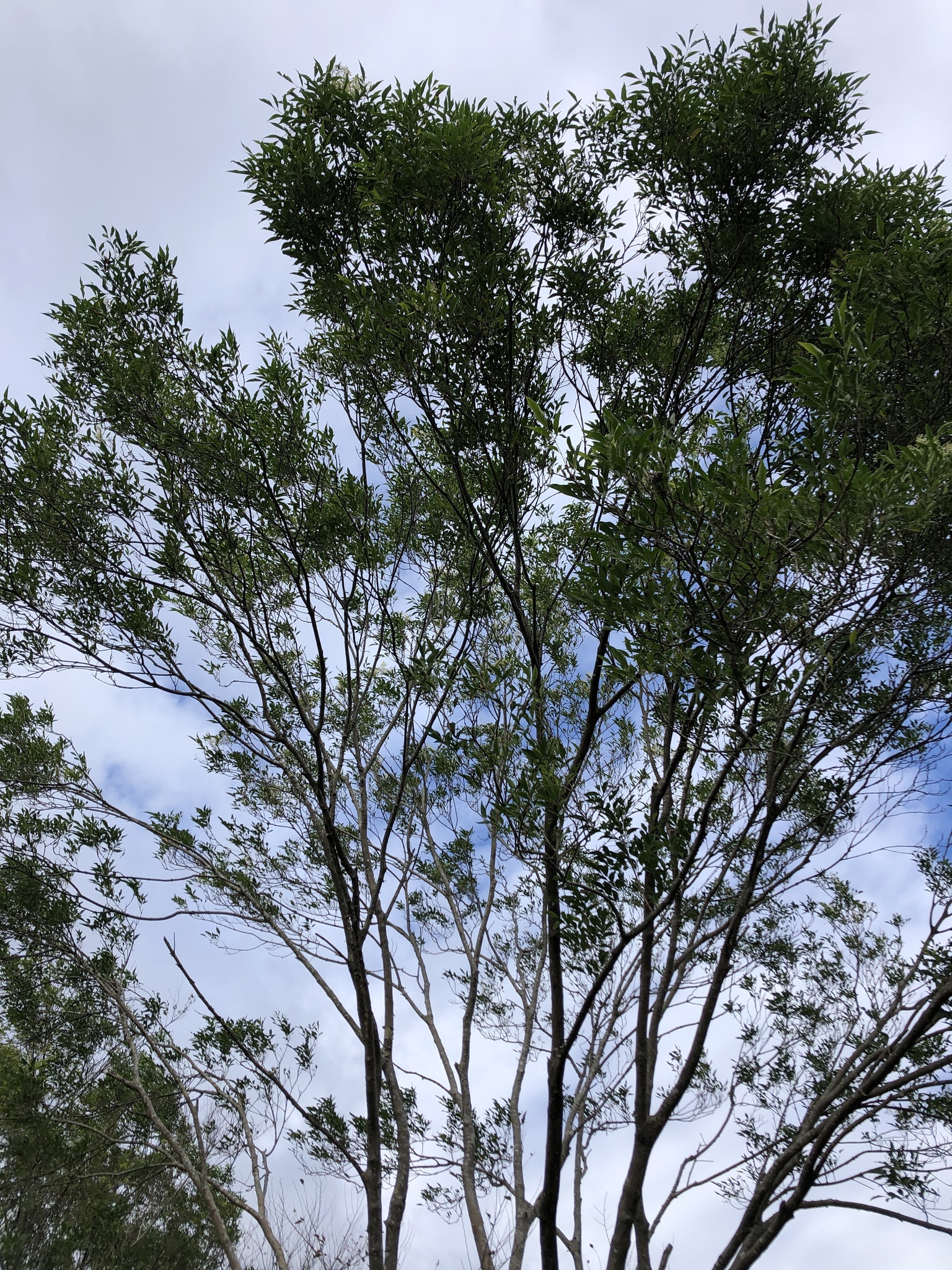 Fraxinus griffithii C.B.Clarke