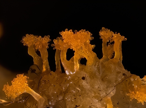 Genus Stigmatella · iNaturalist